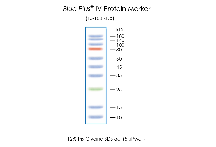 Blue Plus® IV Protein Marker (10-180 kDa)