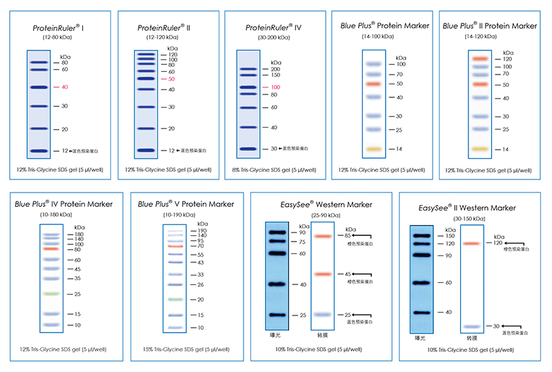 产品中心 - 北京全式金生物(TransGen Biotech)_官方主页