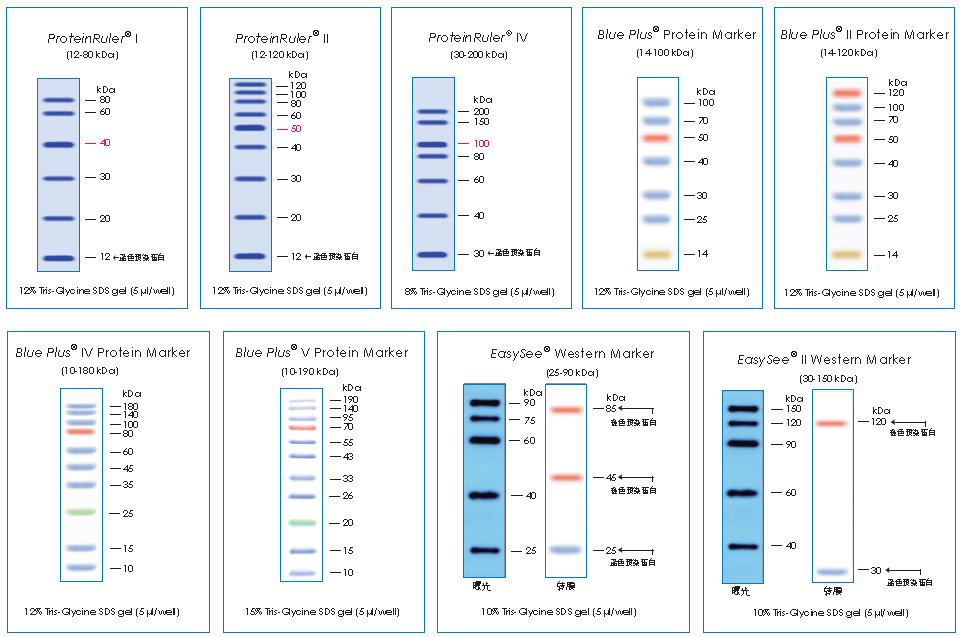 EasySee® Western Marker (25-90 kDa)
